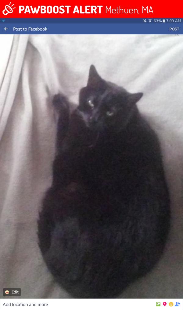 Methuen, MA Lost Male Cat, Midnight Is Missing | PawBoost