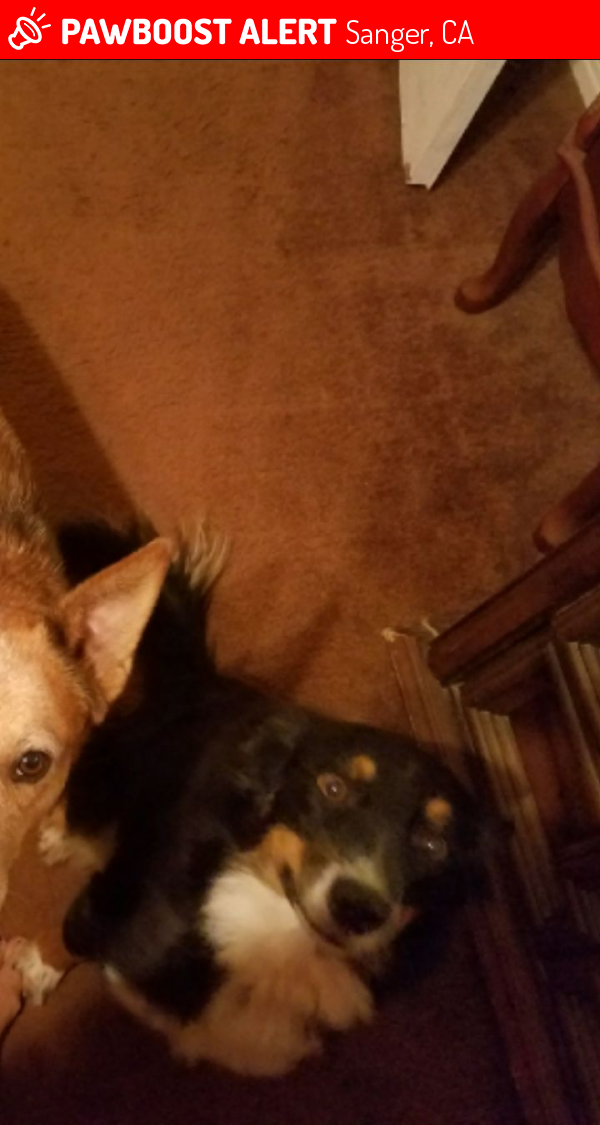 Sanger, CA Lost Female Dog, Dixie Is Missing | PawBoost