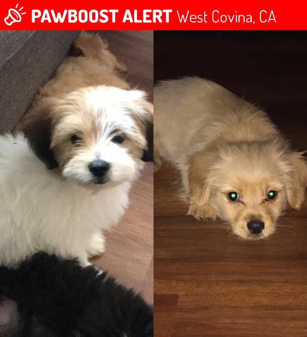 West Covina, CA Lost Male Dog, Milo & Moomoo Is Missing | PawBoost