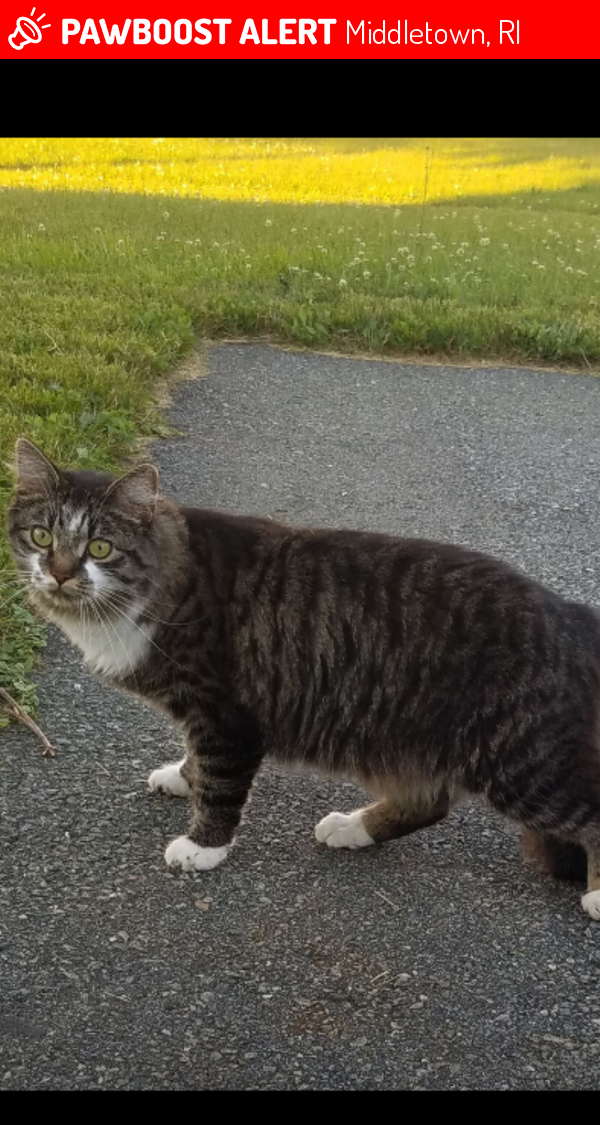 Middletown, RI Lost Female Cat, Roxie Is Missing | PawBoost