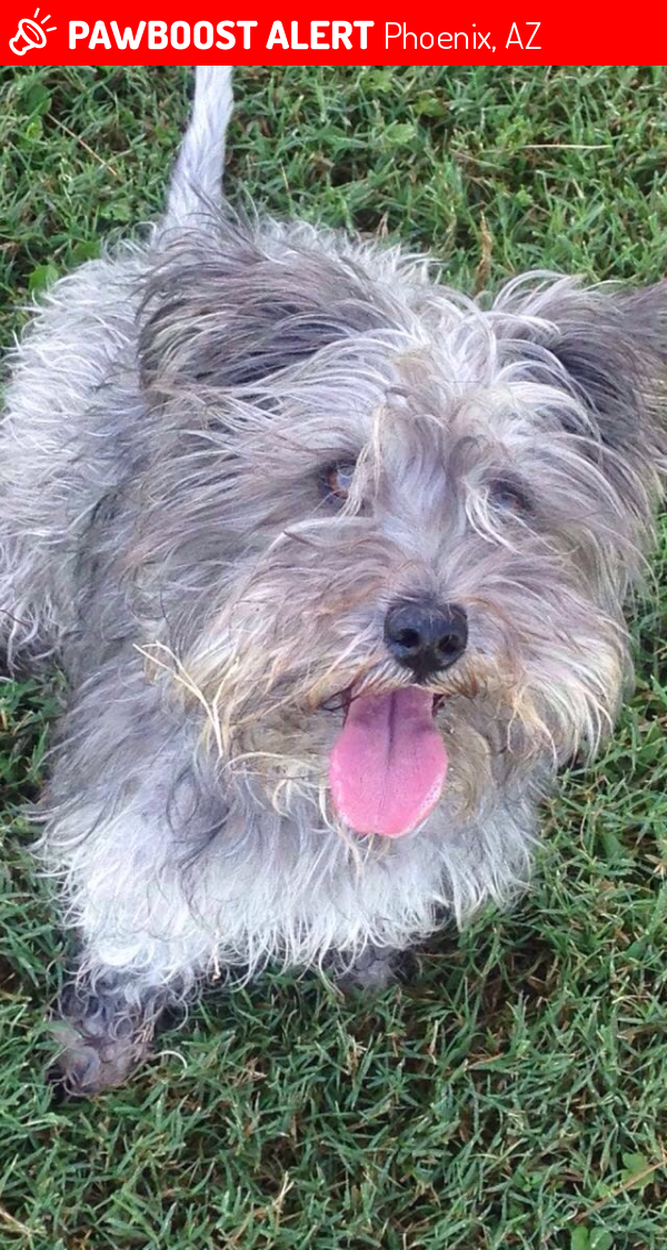 Phoenix, AZ Lost Female Dog, Bella Is Missing | PawBoost