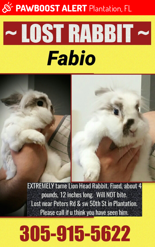 Plantation, FL Lost Female Rabbit, Fabio Is Missing | PawBoost