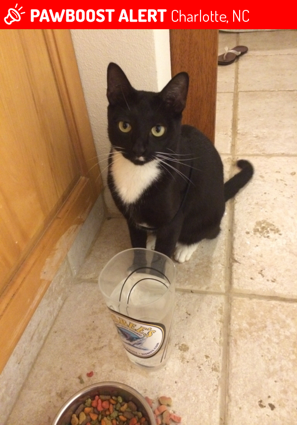Charlotte, NC Lost Female Cat, Lucia Is Missing | PawBoost