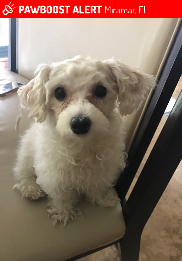 Miramar, FL Lost Female Dog, Bella Is Missing | PawBoost