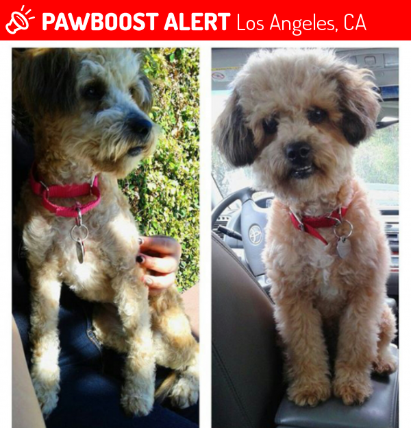 Los Angeles, CA Lost Female Dog, Frida Is Missing | PawBoost