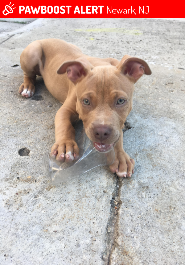 Newark, NJ Lost Male Dog, Bello Is Missing | PawBoost