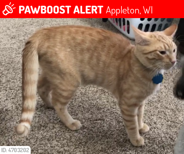 Lost Male Cat in Appleton, WI 54911 Named Remi (ID: 4703202) | PawBoost