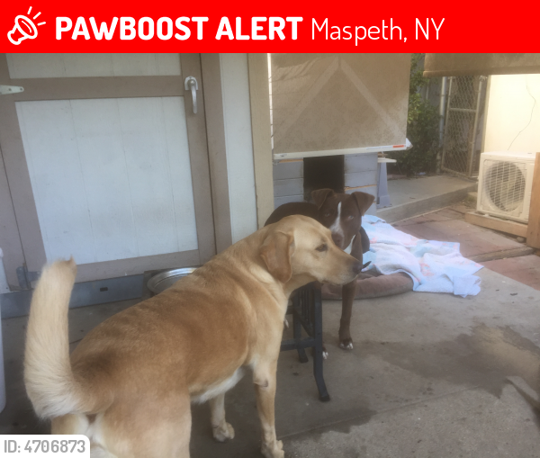 Maspeth, NY Lost Female Dog, Lucy Is Missing | PawBoost