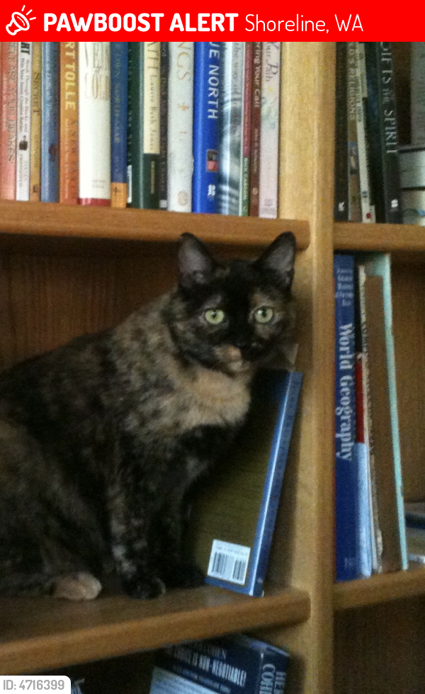 Shoreline Wa Lost Female Cat My Girl Is Missing Pawboost