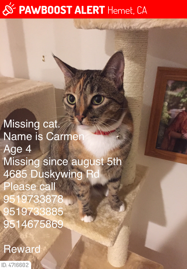 Hemet, CA Lost Female Cat, Carmen Is Missing | PawBoost