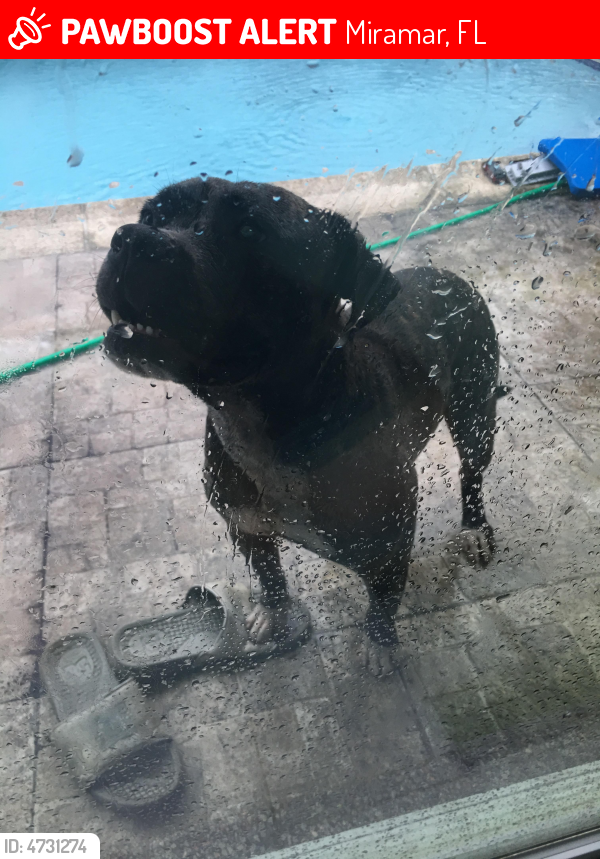 Miramar, FL Stray Female Dog Found Near Near SW 33rd St & SW 65th Ave ...