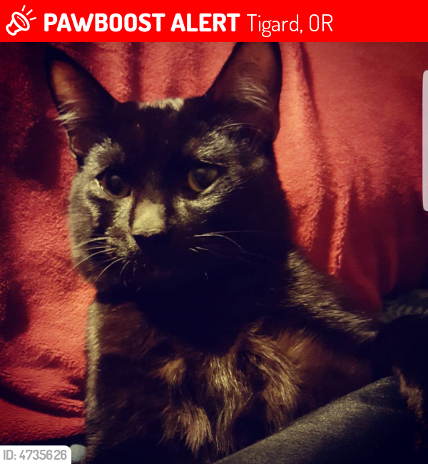 Lost Male Cat in Tigard, OR 97223 Named Hypnos (ID: 4735626) | PawBoost