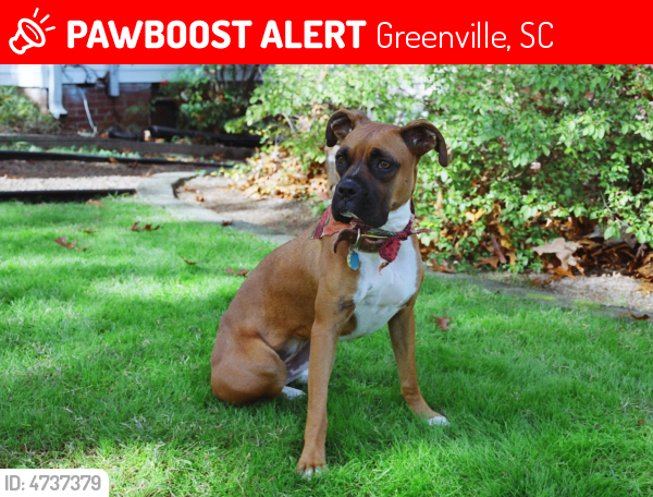 Greenville, SC Lost Female Dog, Brie Is Missing | PawBoost