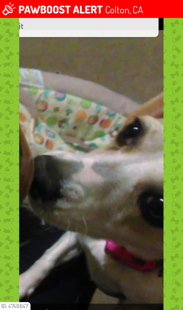 Lost Female Dog in Colton, CA 92324 Named Beagle Girl (ID: 4740647 ...