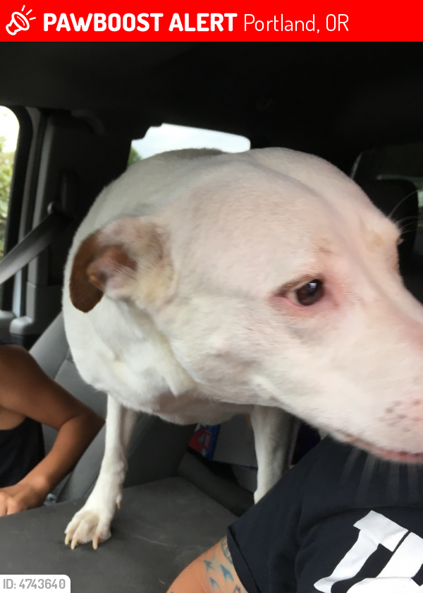 Portland, OR Lost Dog, ? Is Missing | PawBoost