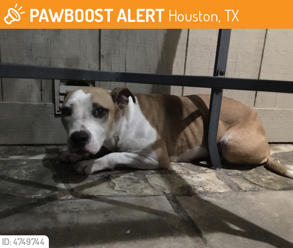 Houston, TX Stray Female Dog Found Near Near Dairy Ashford Rd ...