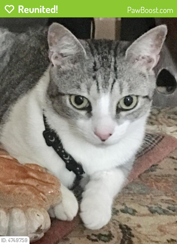 Reunited Male Cat in North Miami Beach, FL 33162 (ID: 64749759) | PawBoost