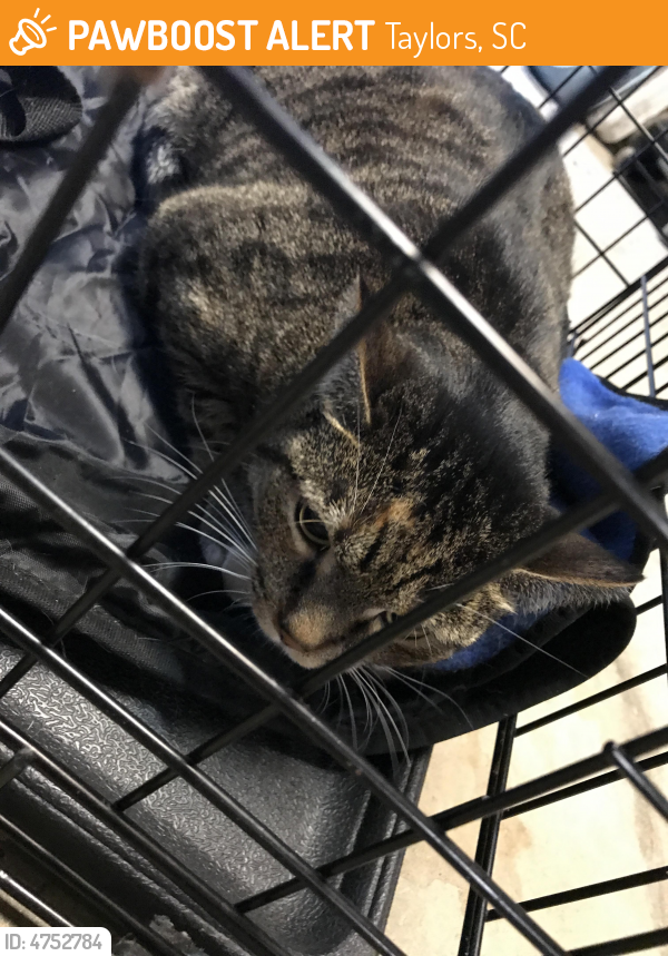 Taylors, SC Stray Female Cat Found Near Near Wade Hampton Blvd & Tappan ...