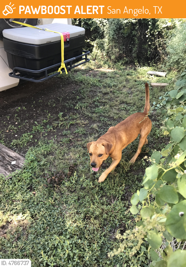 San Angelo, TX Stray Male Dog Found Near Holcomb & Sagecrest | PawBoost