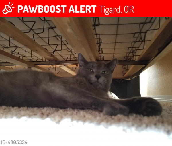 Tigard, OR Lost Female Cat, Ohagi Is Missing | PawBoost