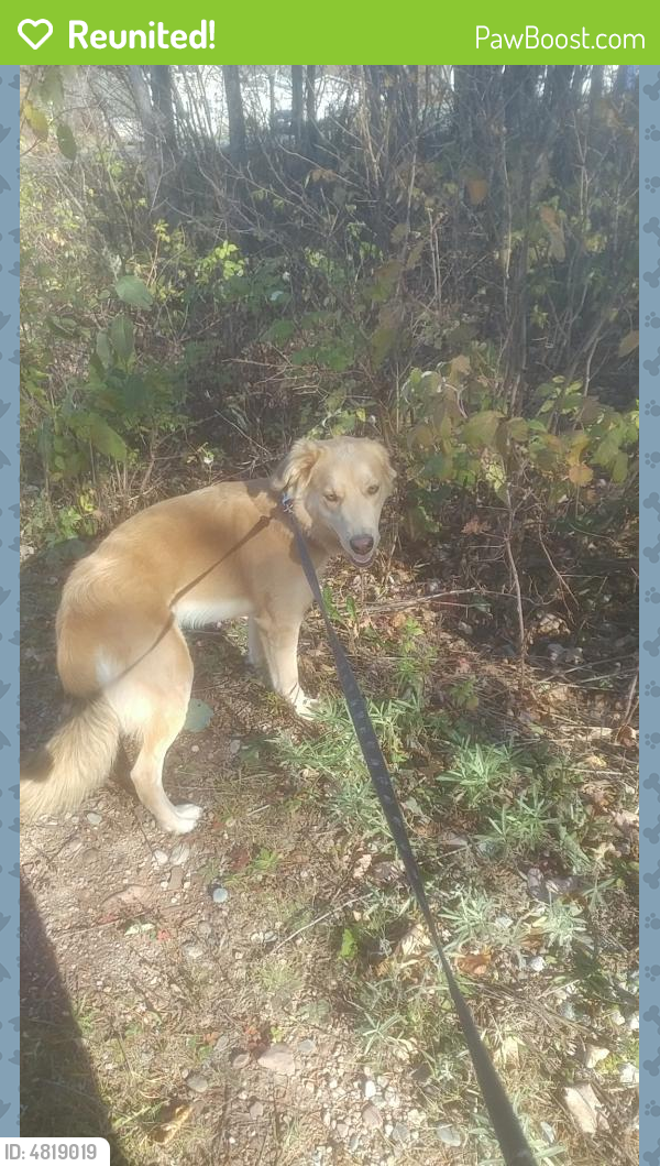 Reunited Male Dog in Moncton, NB E1E 2J8 (ID: 64819019) | PawBoost