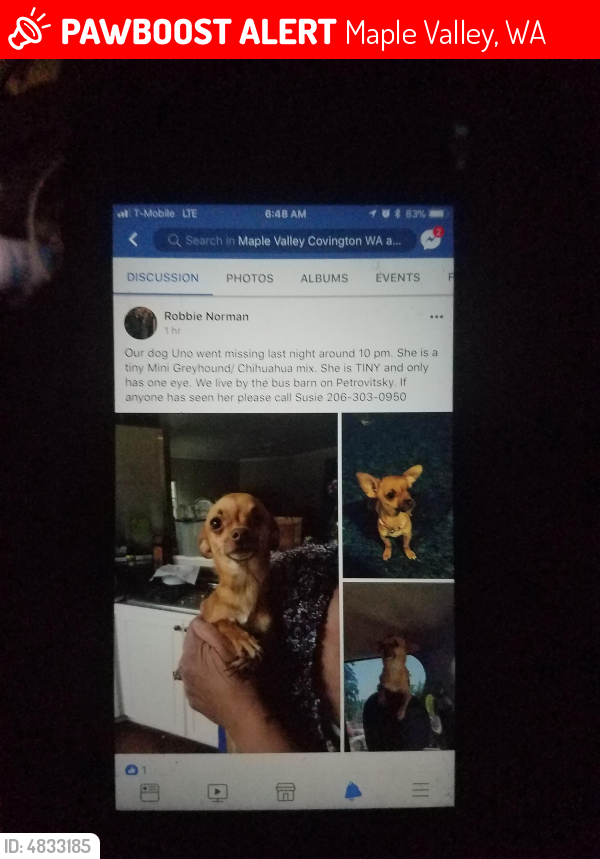 Maple Valley, WA Lost Female Dog, Uno Is Missing | PawBoost