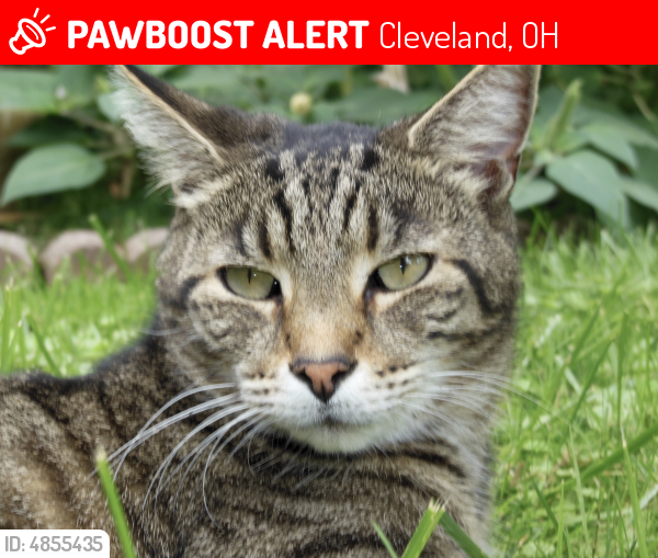 Lost Male Cat in Cleveland, OH 44109 Named Toto (ID: 4855435) | PawBoost