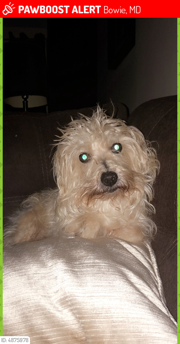 Lost Male Dog in Bowie, MD 20716 Named Bootsy (ID: 4875978) | PawBoost