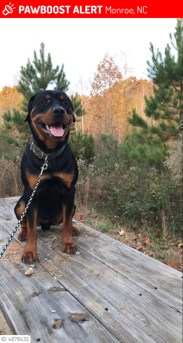 Lost Male Dog in Monroe, NC 28112 Named Kaydo (ID: 4876435) | PawBoost