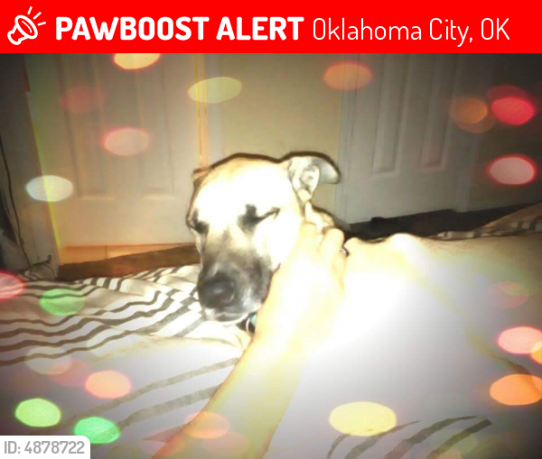 Oklahoma City, OK Lost Female Dog, Seven Is Missing | PawBoost