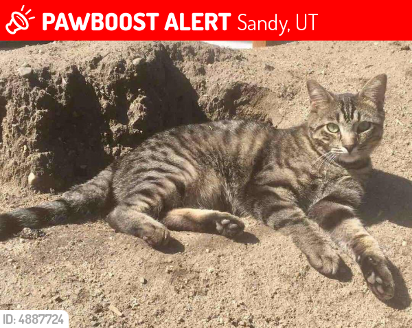 Sandy, UT Lost Male Cat, Atlas Is Missing | PawBoost