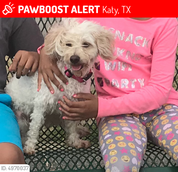 Lost Female Dog in Katy, TX 77449 Named Molly (ID: 4970037) | PawBoost