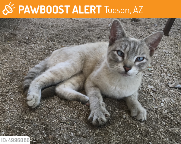Rehomed Female Cat in Tucson, AZ 85739 (ID: 64996086) | PawBoost