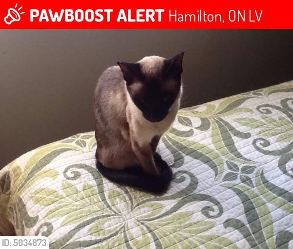 Hamilton, ON Lost Female Cat, Jorji Is Missing | PawBoost