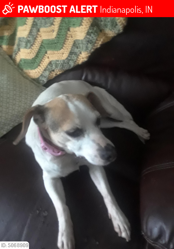 Indianapolis, IN Lost Female Dog, Maisie Is Missing | PawBoost