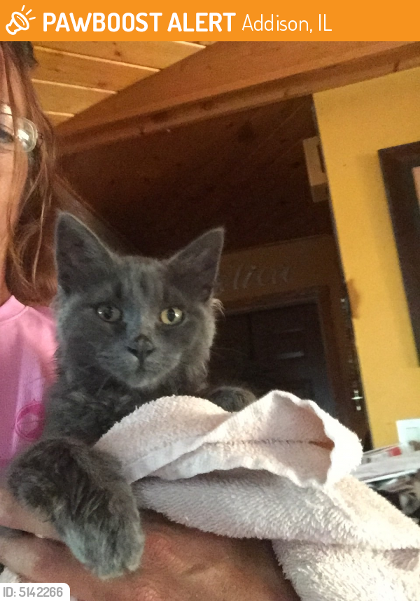 Rehomed Cat in Addison, IL 60101 (ID: 65142266) | PawBoost