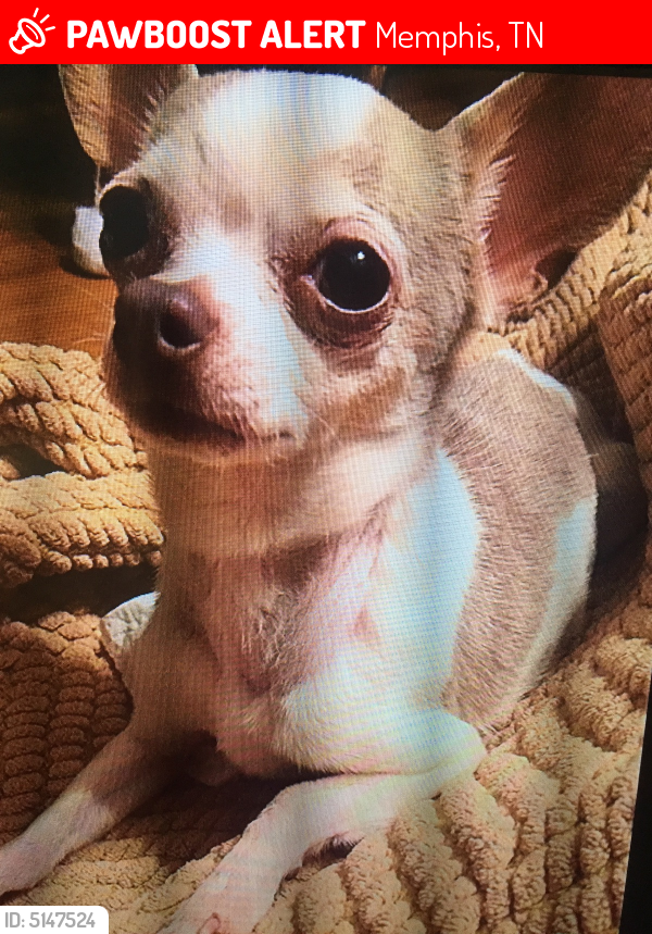 Memphis, TN Lost Female Dog, Pebbles Is Missing | PawBoost