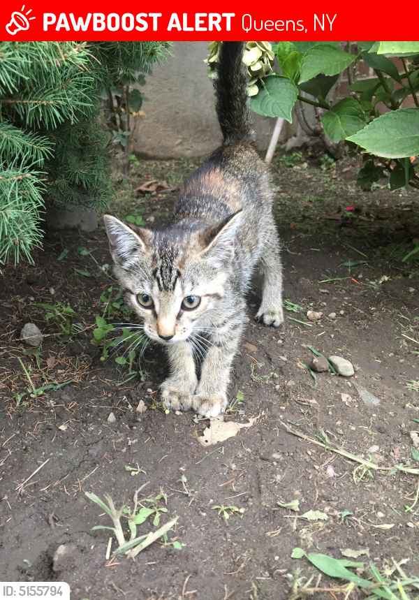 Lost Female Cat in Queens, NY 11105 Named Astoria (ID: 5155794) | PawBoost
