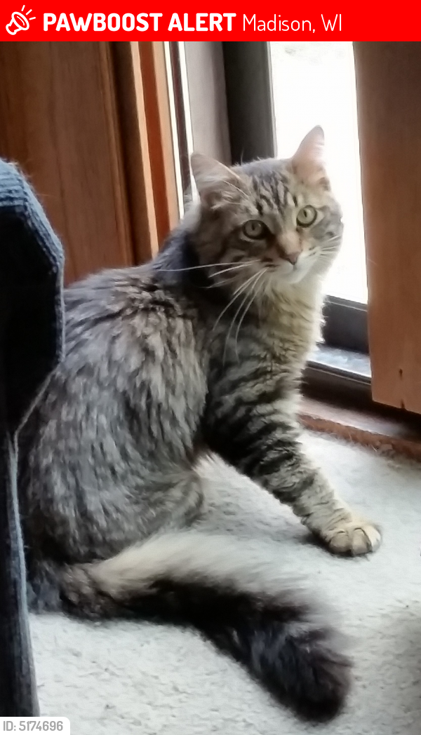 Madison, WI Lost Male Cat, Max/naughty Is Missing | PawBoost