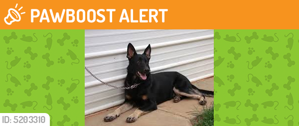 South Charleston, WV Stray Dog Found Near Near Maccorkle Ave SW ...