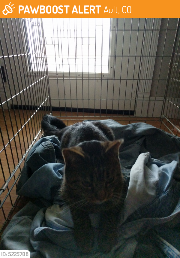 Rehomed Cat in Ault, CO 80610 (ID: 65225708) | PawBoost