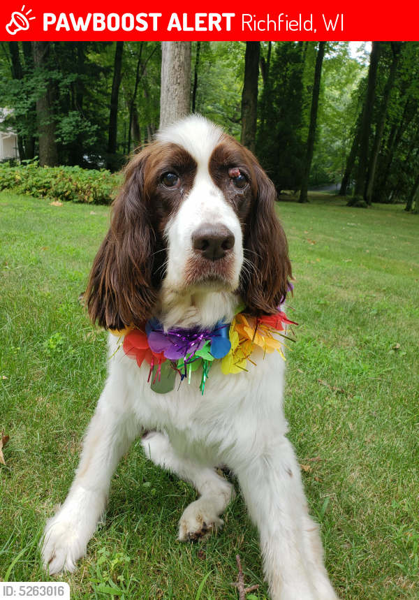 Richfield, WI Lost Female Dog, Livi Is Missing | PawBoost