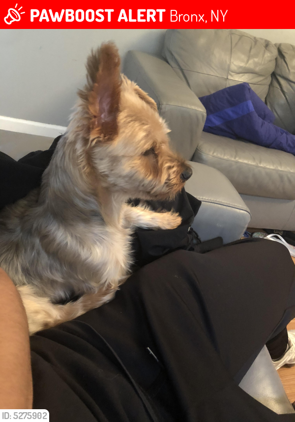 Bronx, NY Lost Male Dog, Max Is Missing | PawBoost