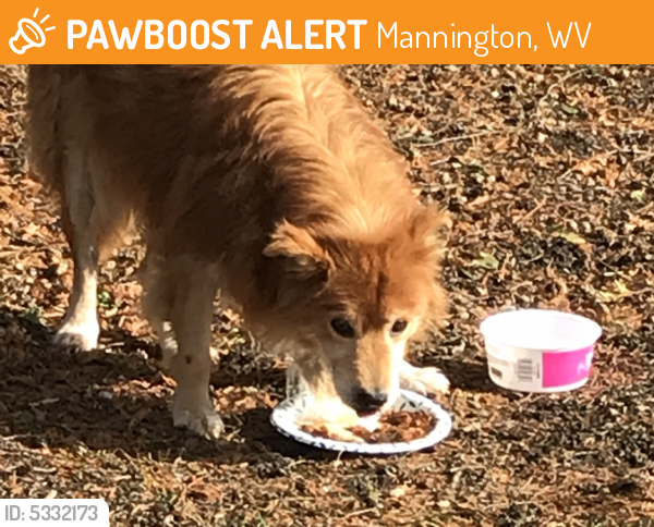 Mannington, WV Stray Dog Found Near Near 4th Ave & Hough St | PawBoost