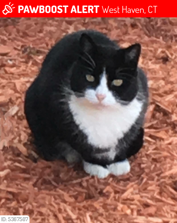 West Haven, CT Lost Female Cat, Francis Is Missing | PawBoost