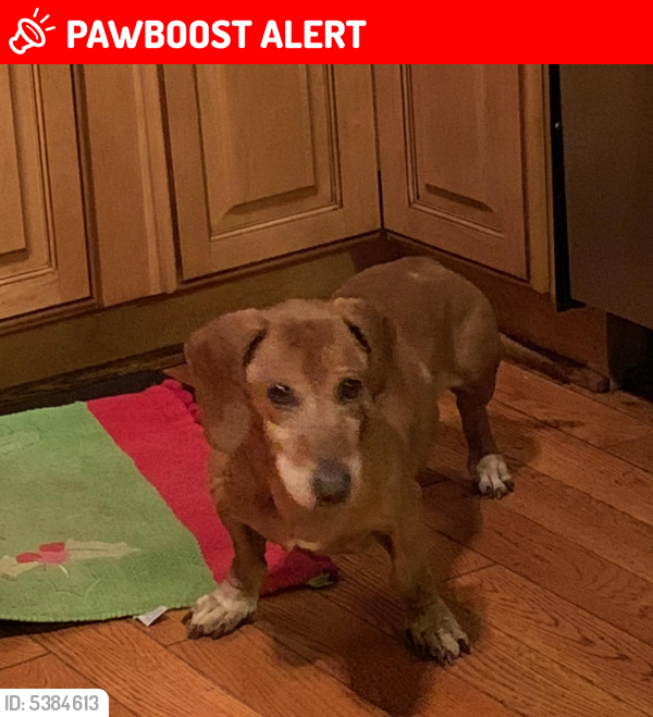 New Hanover County, NC Lost Male Dog, Toby Is Missing | PawBoost