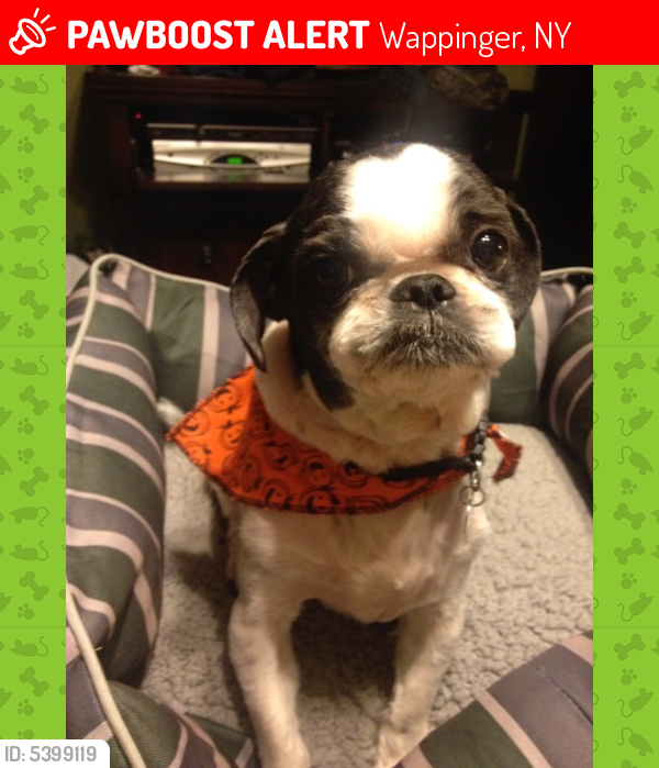 Lost Male Dog in Wappinger, NY 12590 Named Fiddles (ID: 5399119) | PawBoost