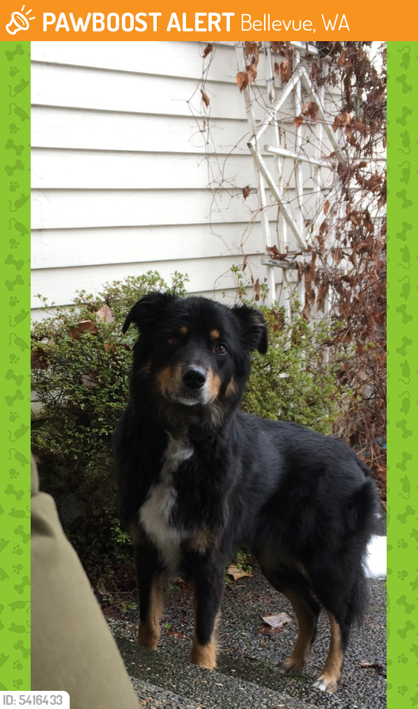Rehomed Female Dog in Bellevue, WA 98015 (ID: 65416433) | PawBoost