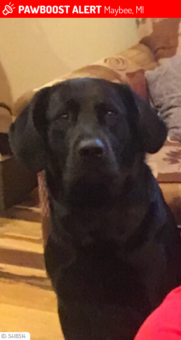 Maybee, MI Lost Male Dog, Jake Is Missing | PawBoost