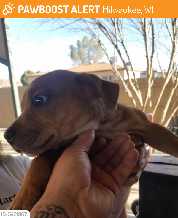 Milwaukee, WI Stray Male Dog Found Near Parker St | PawBoost
